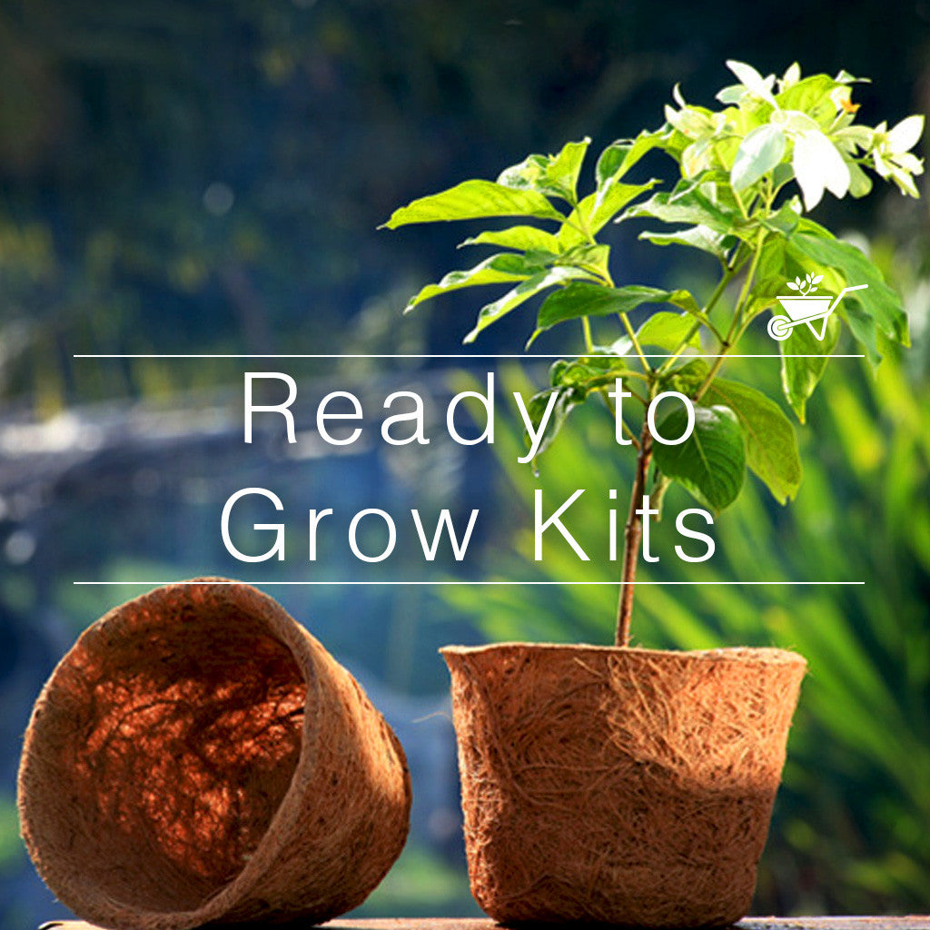Ready-to-Grow Kits: Start Your Garden Today - MyBageecha