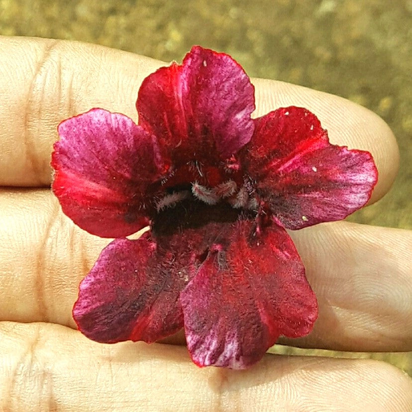 Ruby Eclipse Adenium Plant