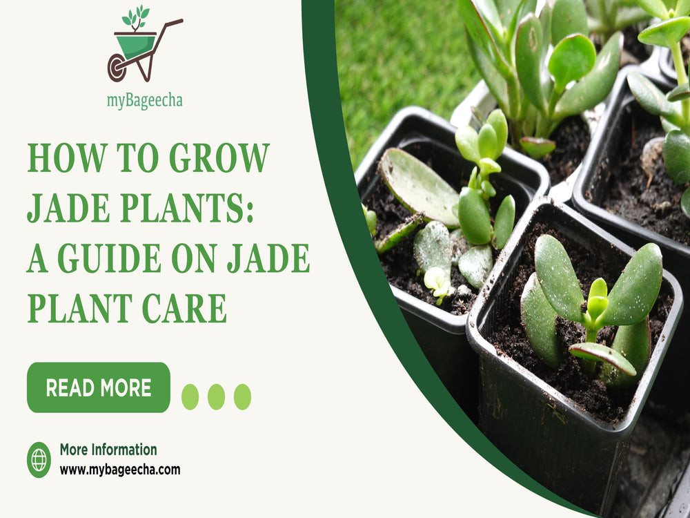 How to Grow Jade Plants: A Guide on Jade Plant Care