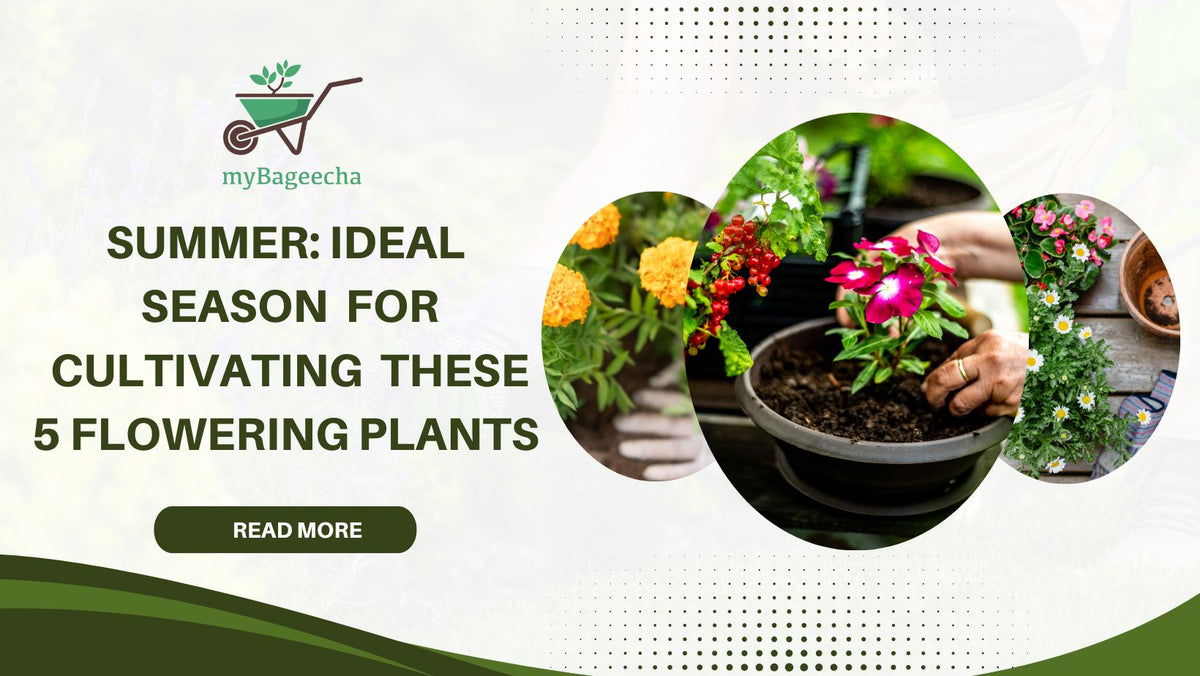 Summer Gardening: Grow These 5 Flowering Plants Successfully