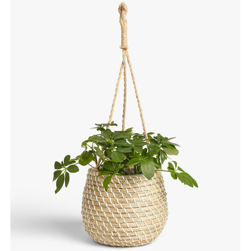 Buy Cane Pots Online: Stylish & Durable | MyBageecha