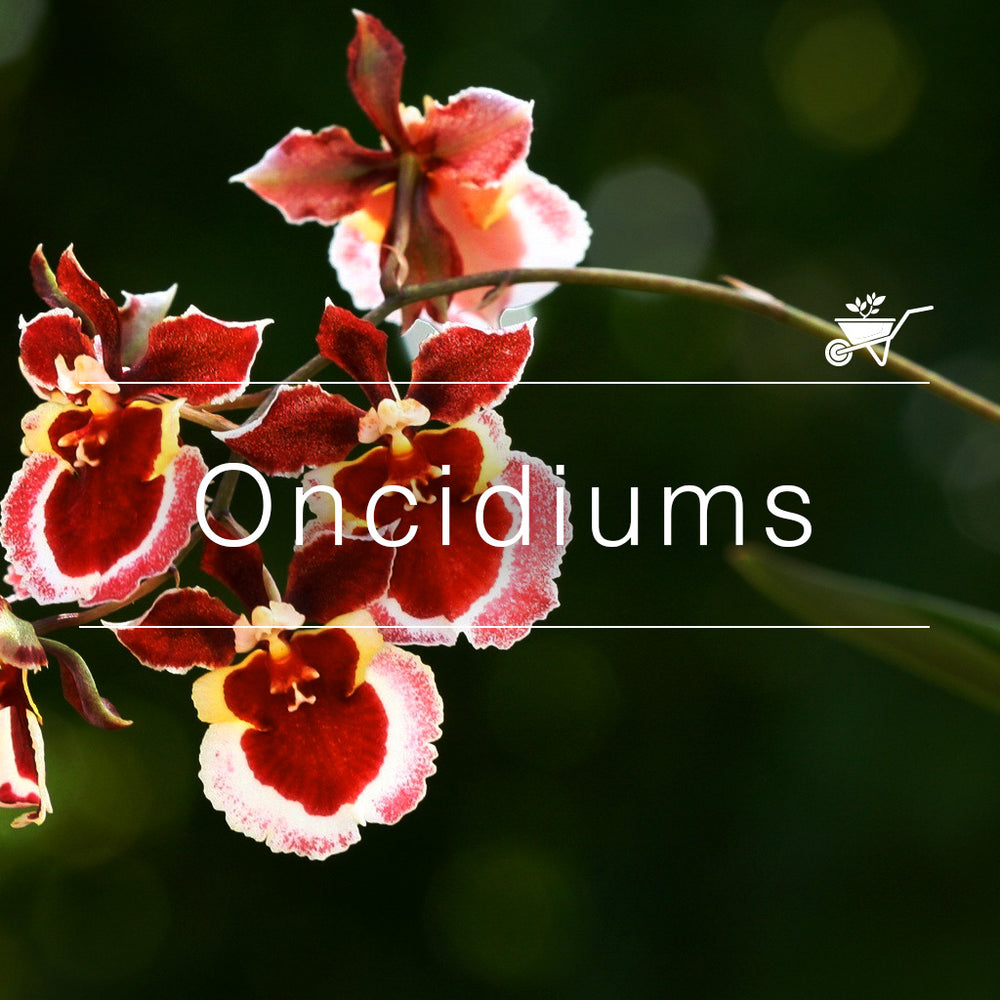 Oncidiums