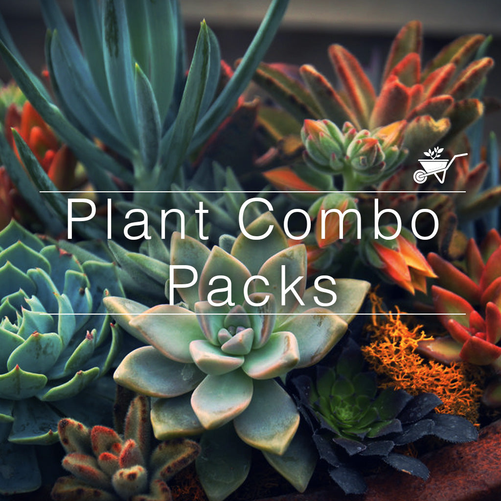 Plant Combo Packs! – myBageecha