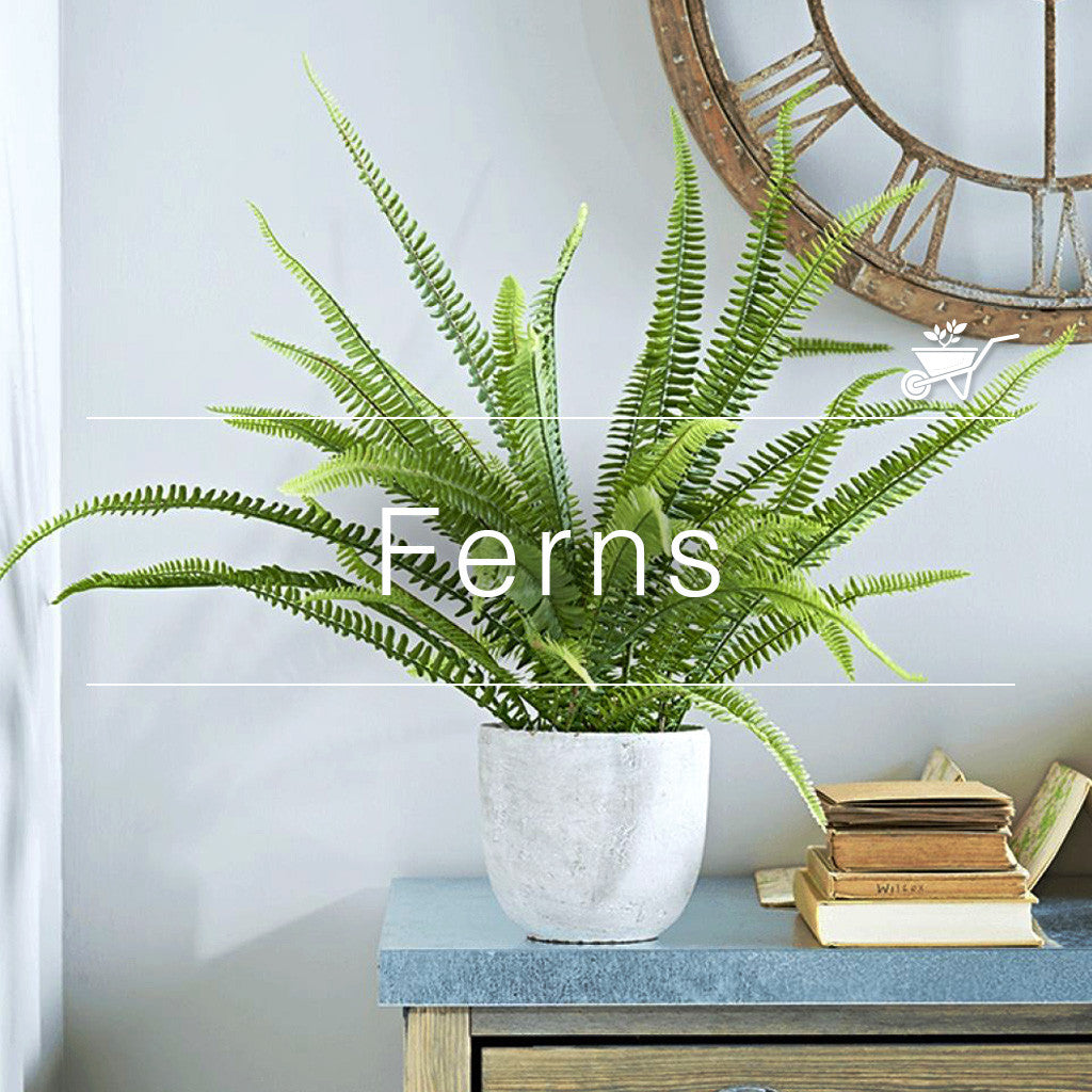Buy Ferns Online At Best Prices – myBageecha