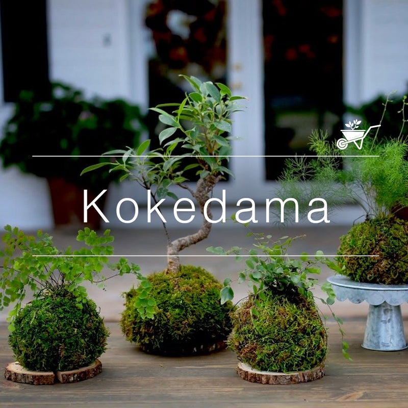 Buy Kokedama Plants Online - MyBageecha