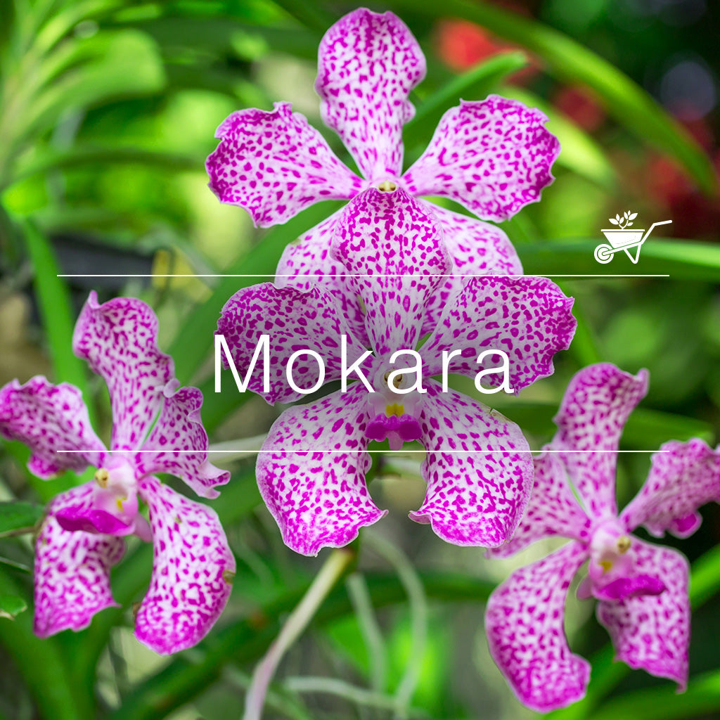 Mokara – myBageecha