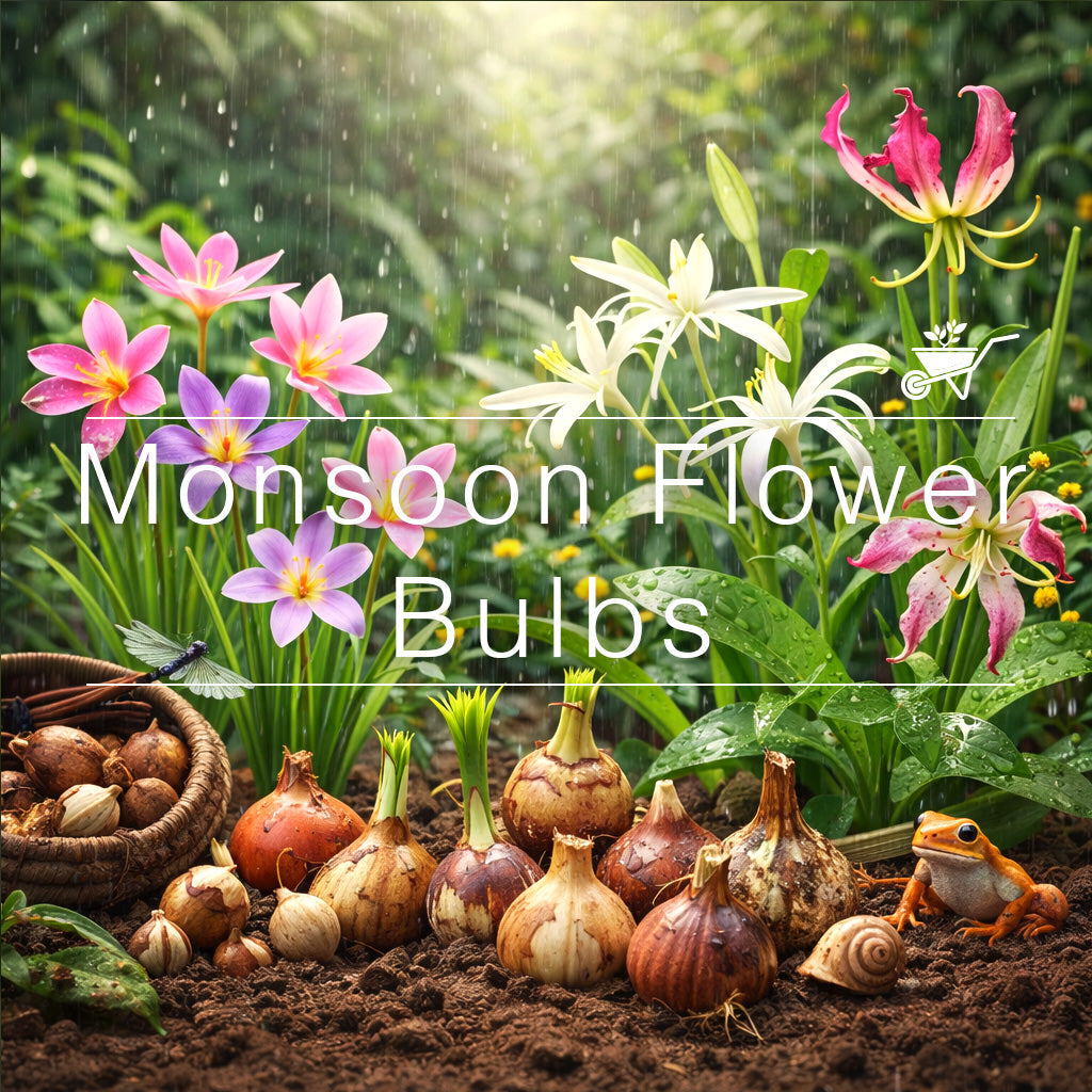 Monsoon Flowering Bulbs for Rainy Season Gardens | myBageecha