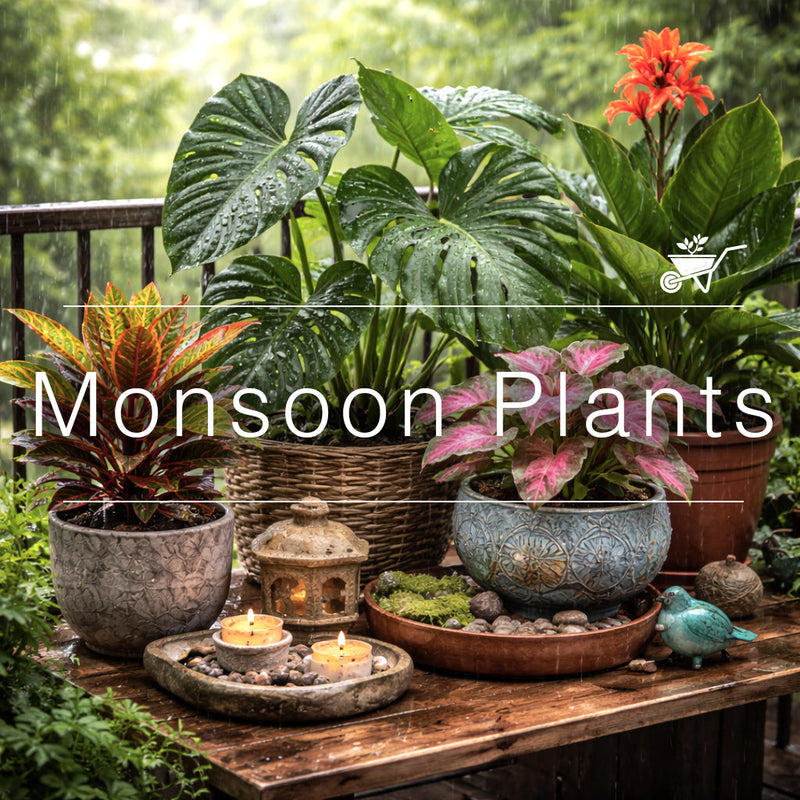 Monsoon Plants Collection–Climbers,Shrubs,Ferns and Bulbs | myBageecha