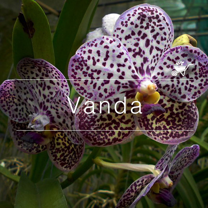 Vanda