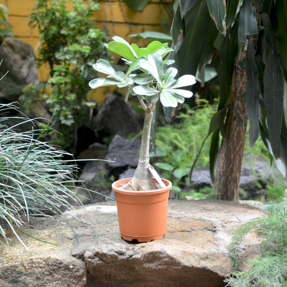 Buy Adenium Plants Online - Exquisite Varieties | myBageecha