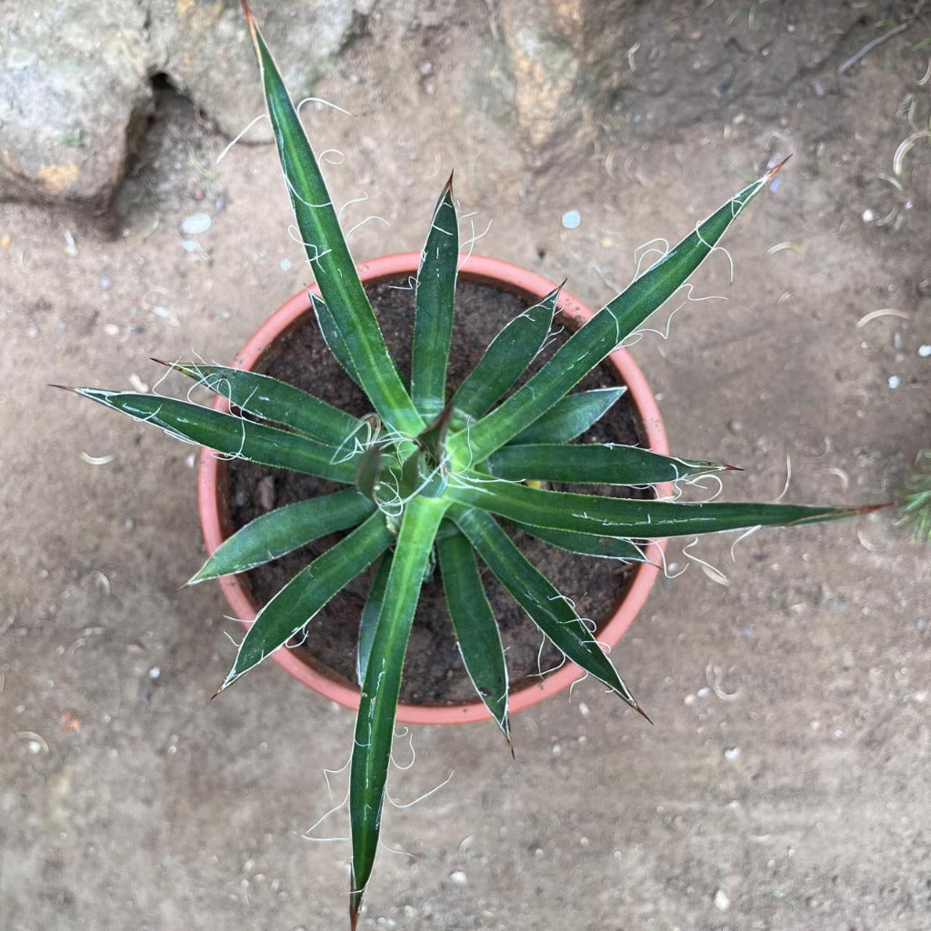Agave Filifera compacta Plant