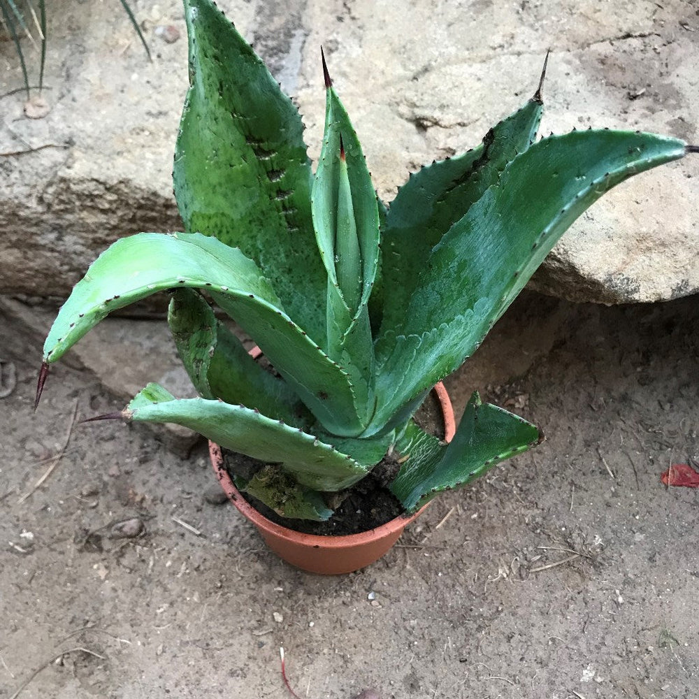 Agave salmiana Cactus Plant Online in India | myBageecha