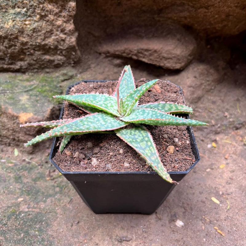 Aloe Bright Star Succulent Plant – myBageecha