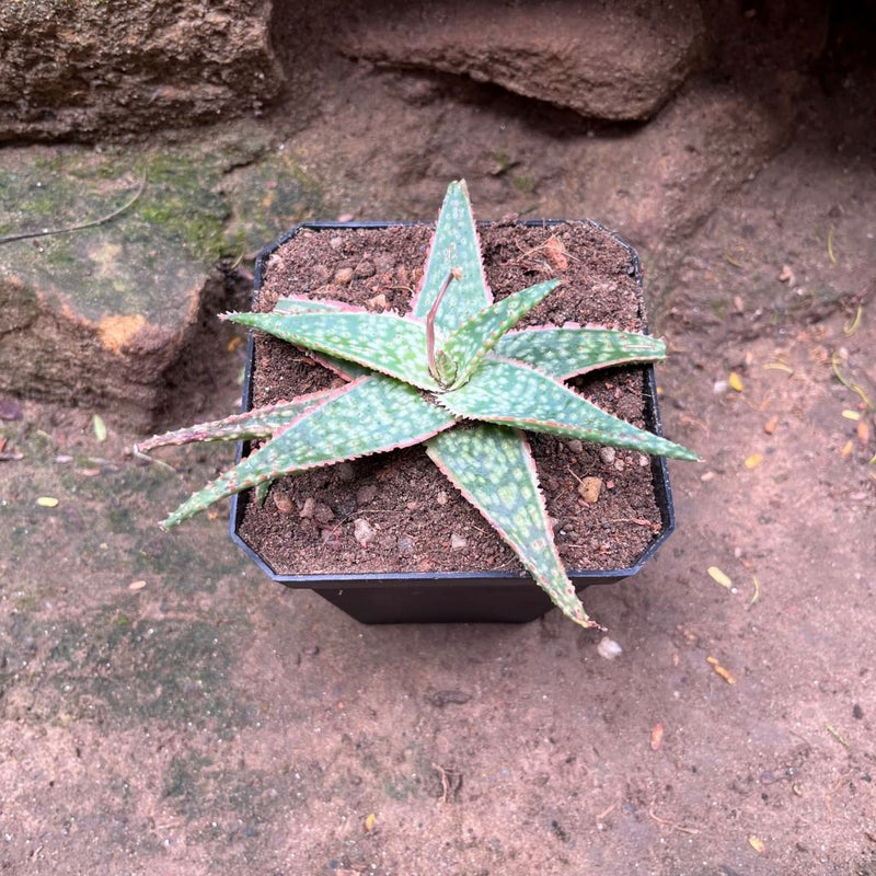Aloe Bright Star Succulent Plant – myBageecha