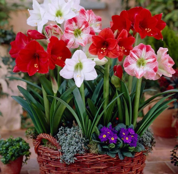 Amaryllis Australian Mixed Lily Bulbs – Vibrant Trumpet Blooms