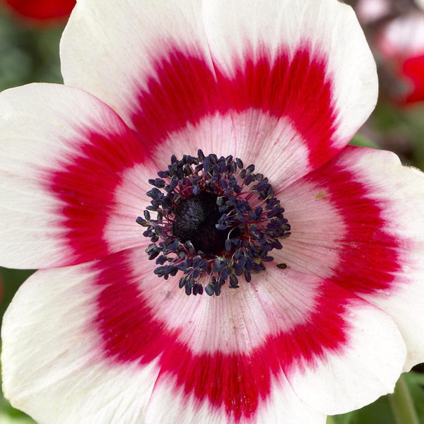 Anemone Coronaria Bicolor Bulbs – Red & White Blooms