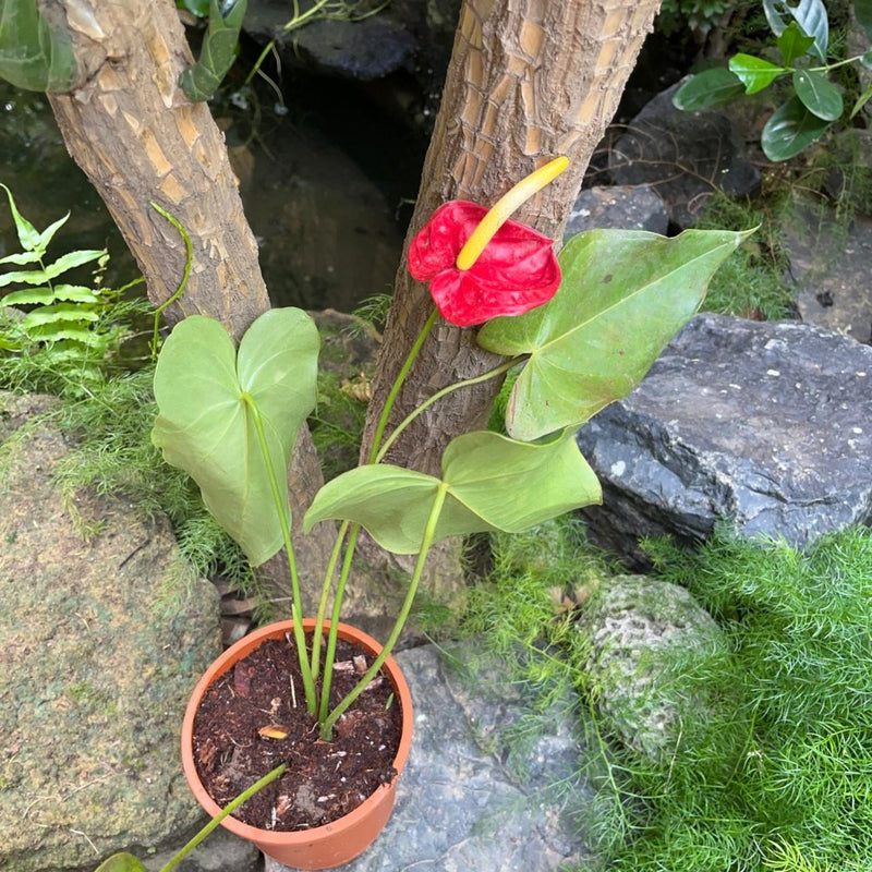 Anthurium Red Heart – Red Year-round Flowering Plant