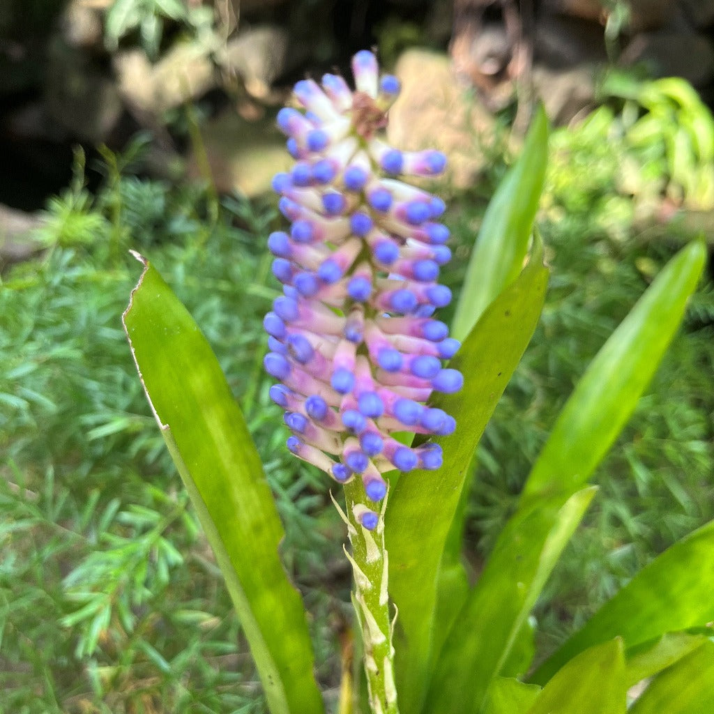 Aechmea Bromeliad House Plant Aechmea Fasciata Primera Care And