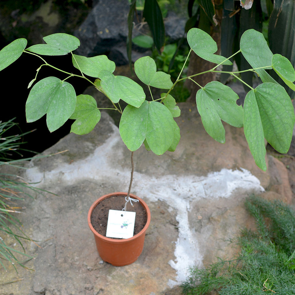 Bauhinia Purpurea Kachnar Plant