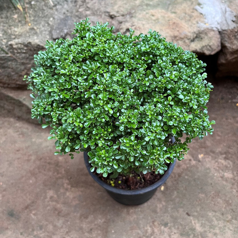 Bonsai Dwarf Murraya Paniculata Plant