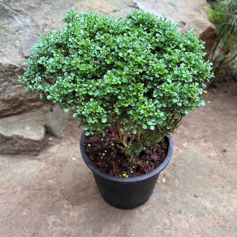 Bonsai Dwarf Murraya Paniculata Plant – myBageecha