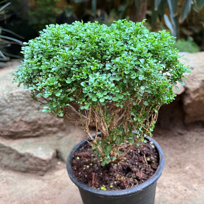 Bonsai Dwarf Murraya Paniculata Plant – myBageecha