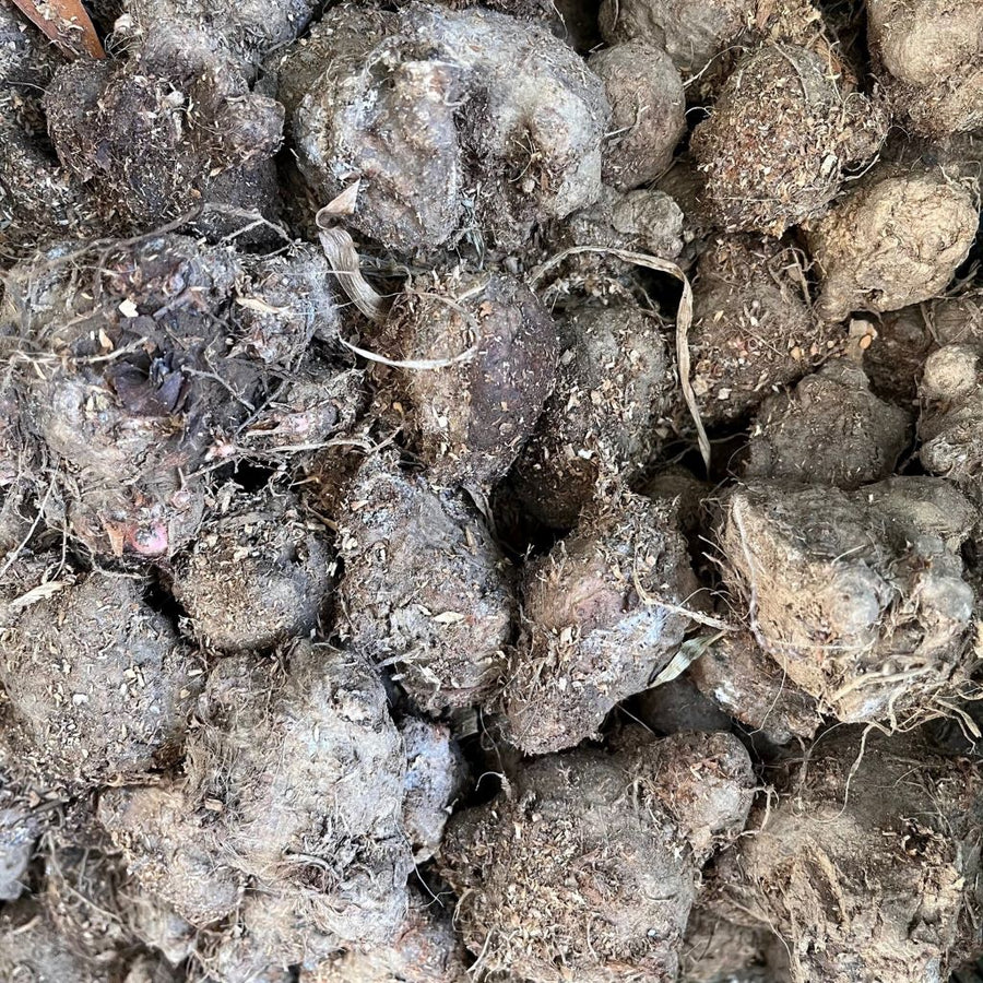 Caladium 'Aaron' (Bulbs)
