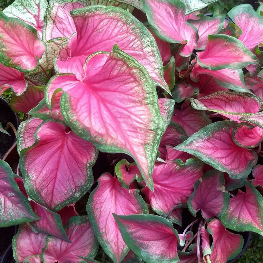 Caladium Sweetheart Bulbs – Heart-Shaped Pink Leaves