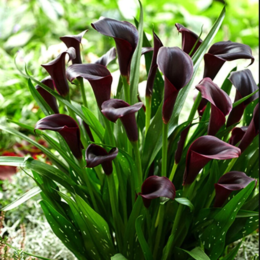 Calla Lily Black Star Bulbs – Deep Burgundy Blooms