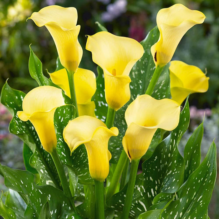 Calla Lily Elliottiana Bulbs – Golden Yellow Blooms