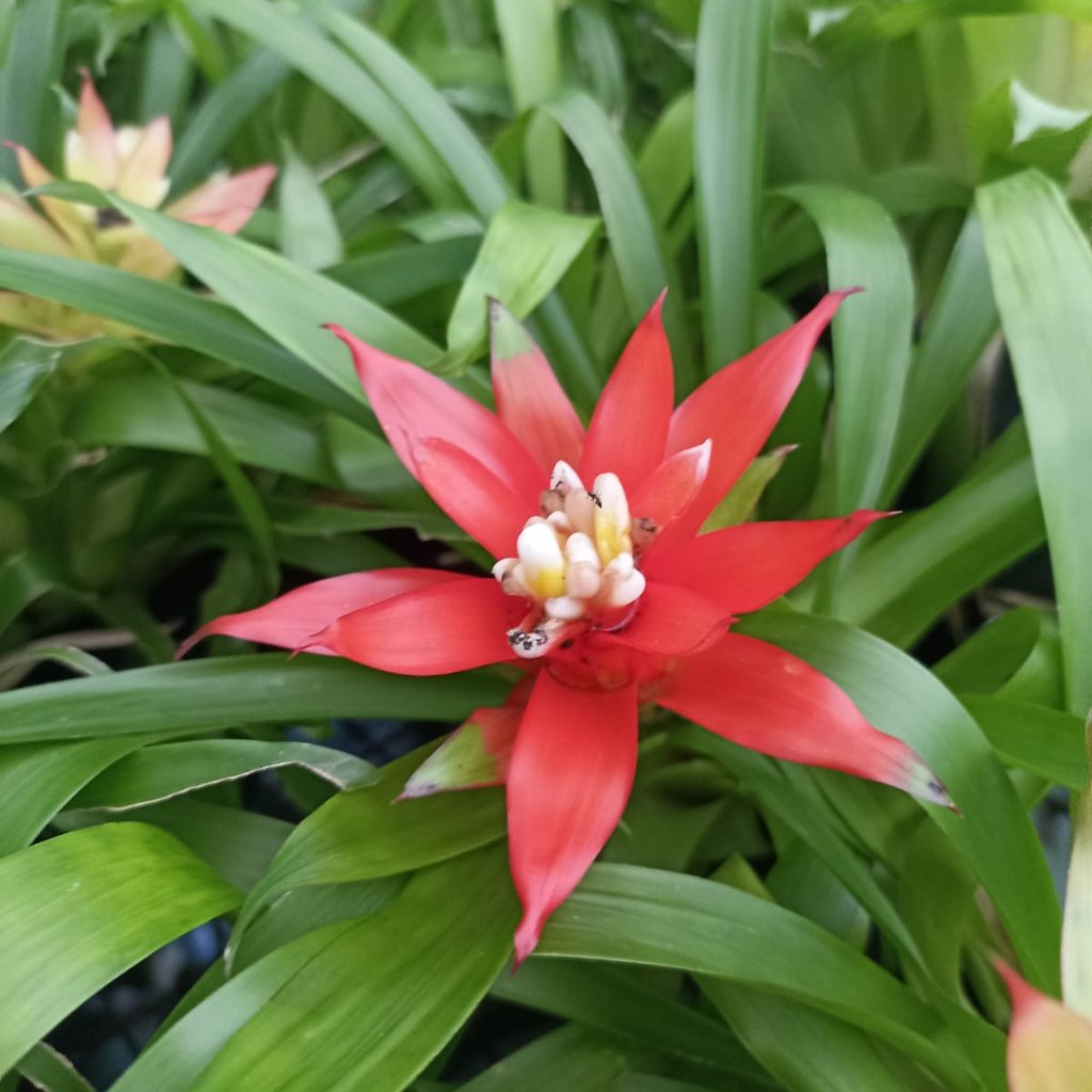 Canistropsis Billbergioides – Summer Center Colour | myBageecha