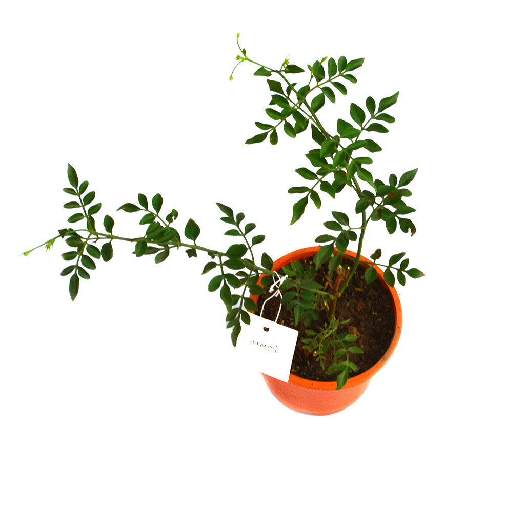 Buy Jasminum Grandiflorum Chameli Plant Online | MyBageecha