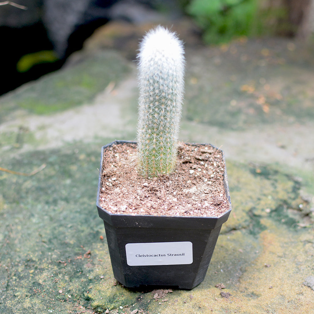 Cleistocactus Strausii Wooly Torch Cactus Plant