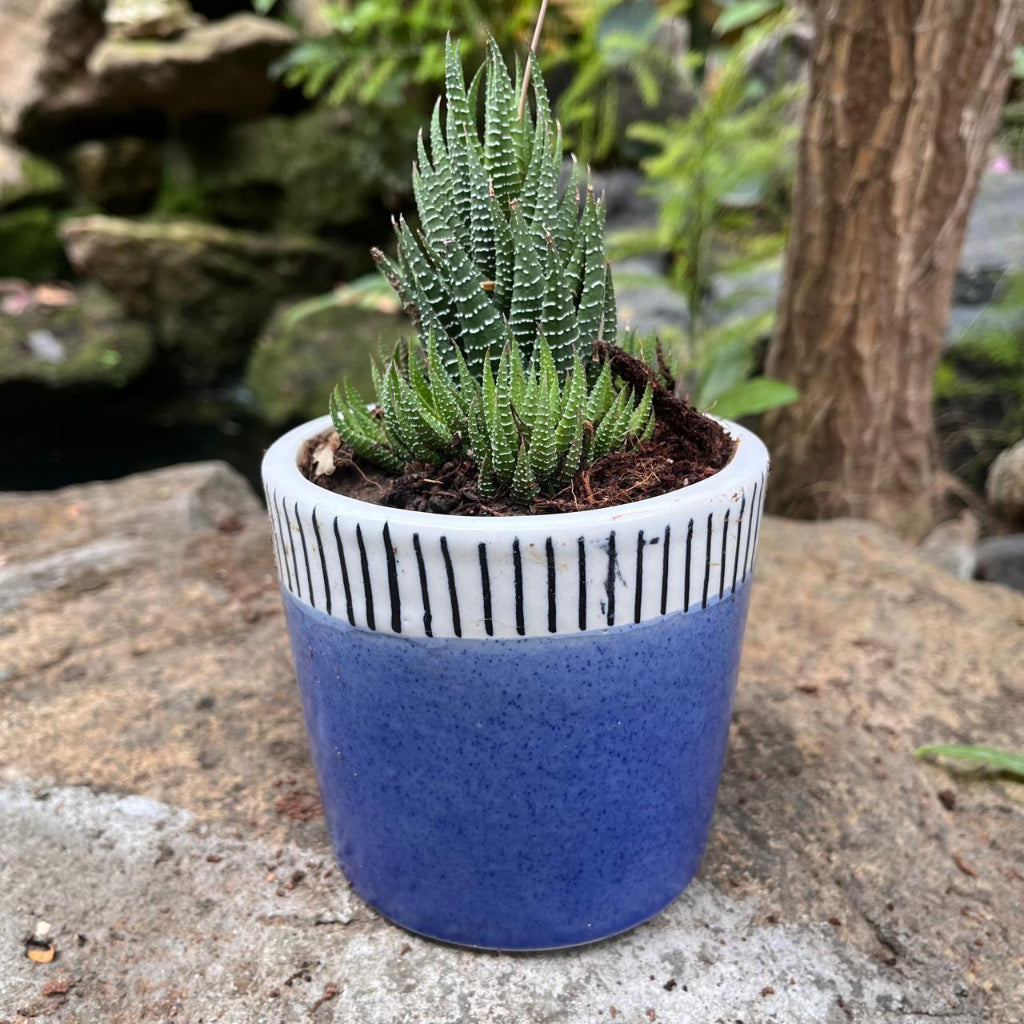 Coastal Edge Ceramic Pot | Stylish Tabletop Planter