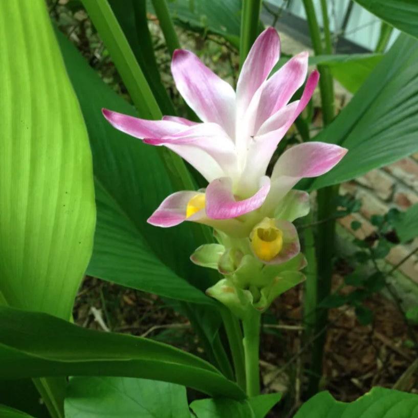 Curcuma Amada Mango Ginger Bulbs – Ornamental & Useful