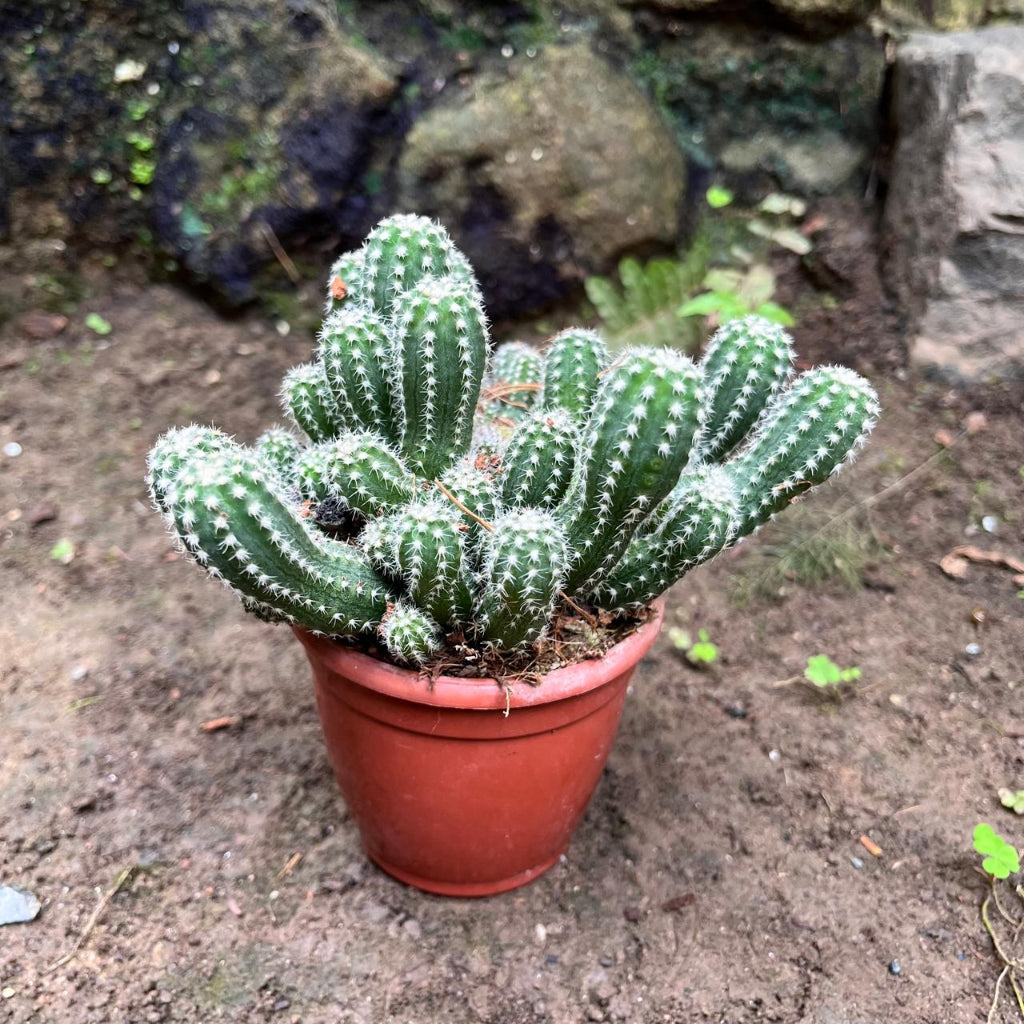 Echinopsis Cucumber Cactus Plant Online in India | myBageecha