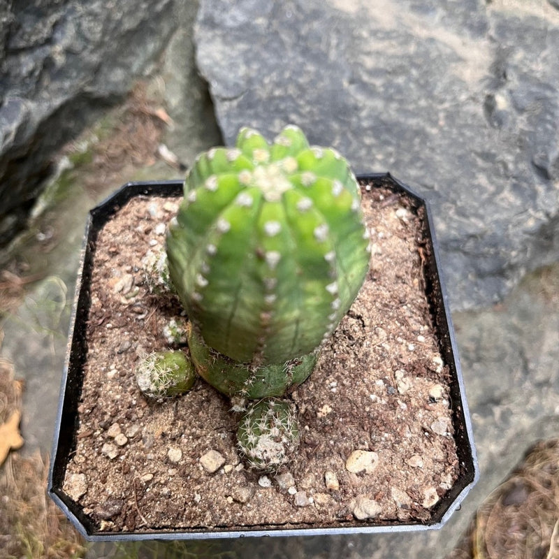 Echinopsis Subdenudata Inermis Cactus Plant – myBageecha