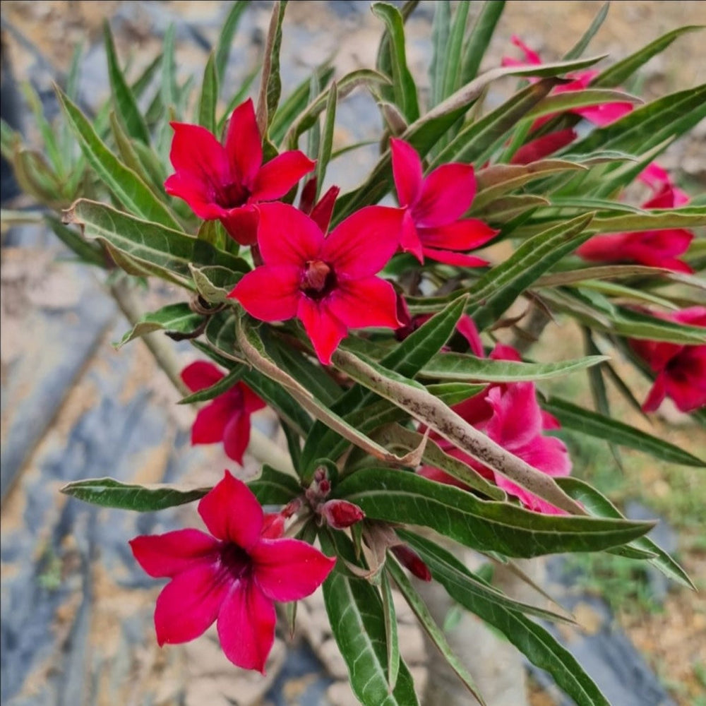 Red Tanager Crispum Adenium Desert Rose Plant | myBageecha