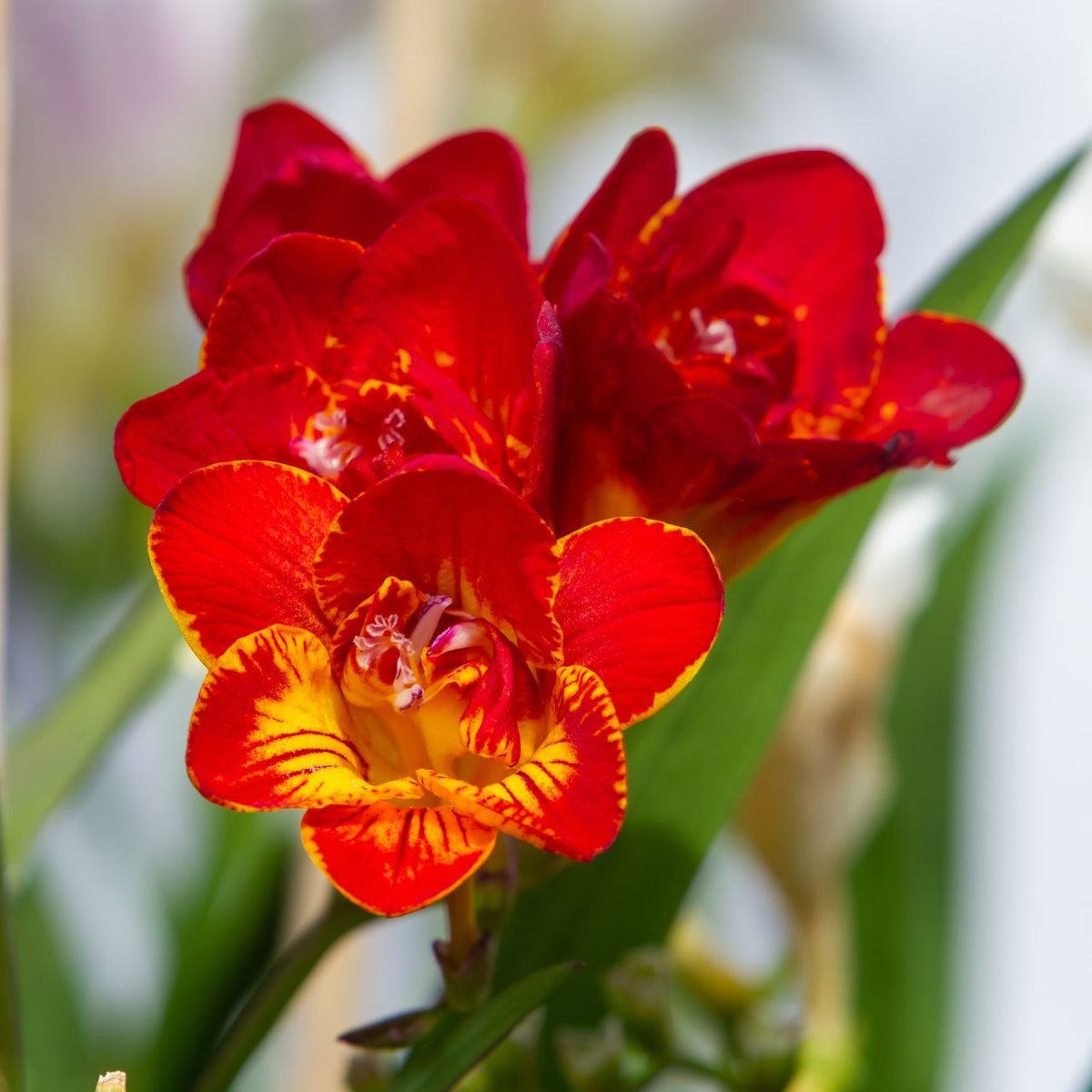 Freesia Red Beauty Bulbs – Striking Red Fragrant Spring Flowers