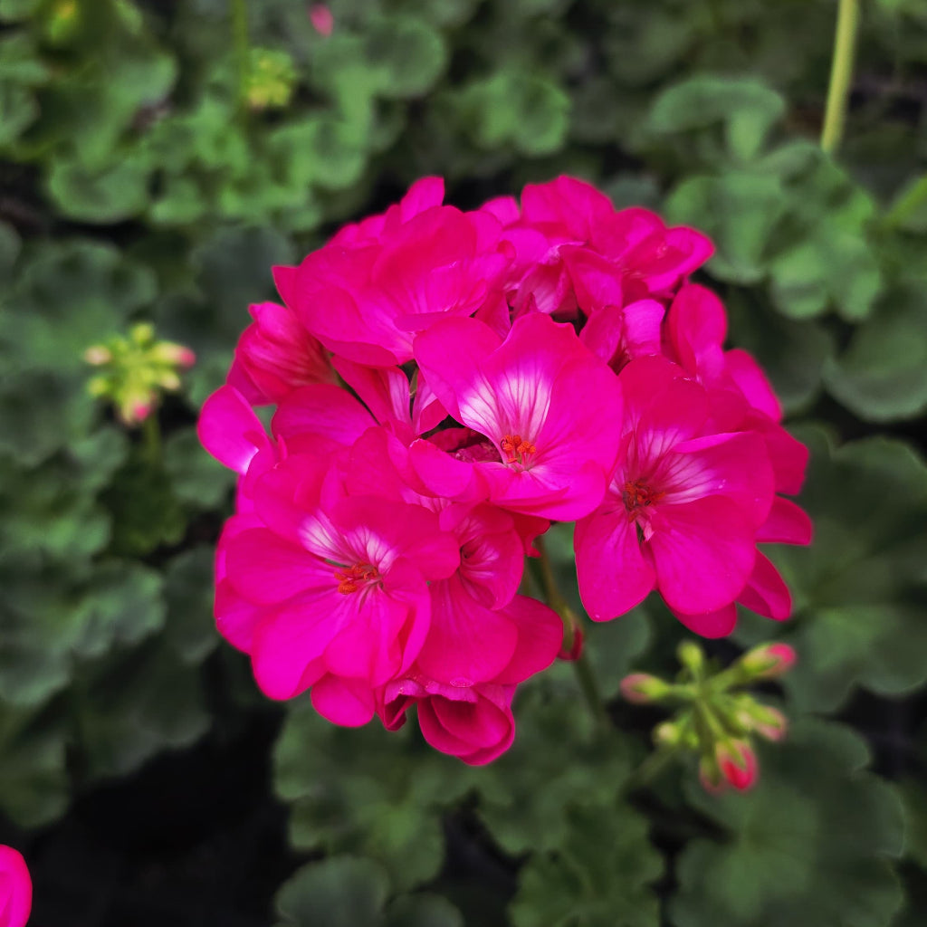 Geranium 'Nobile' Plant
