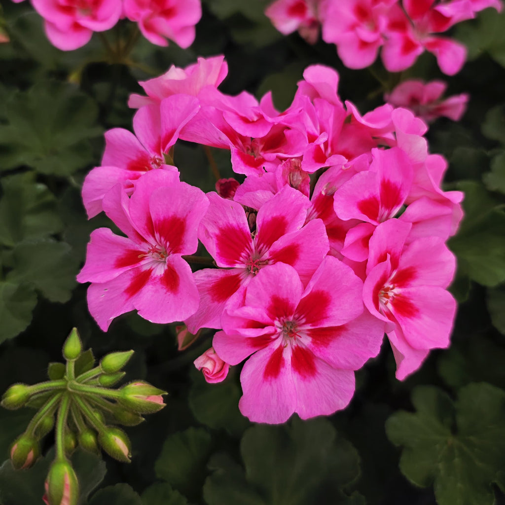 Geranium 'Rose eye' Plant
