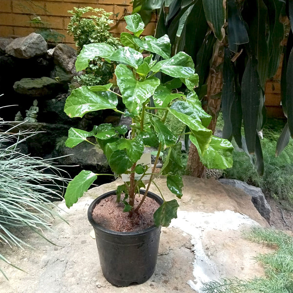 Hibiscus Lemon Drop Plant