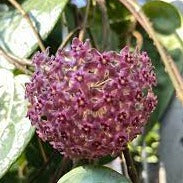 Hoya Glabra borneo Plant