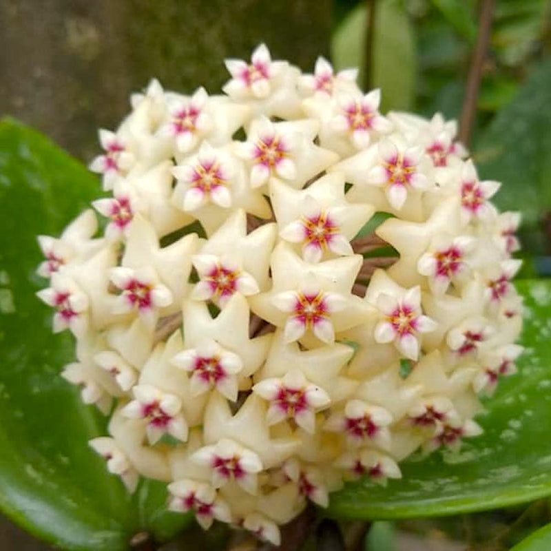 Hoya Parasitica Heart Splash Plant – myBageecha