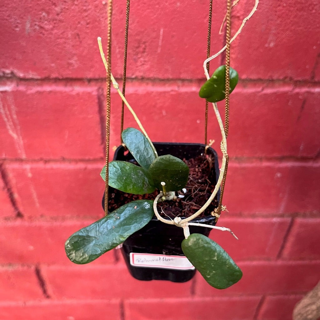 Hoya Rotundiflora Plant