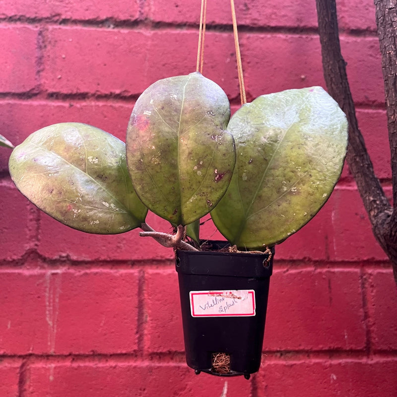 hoya Vitellina splash Plant – myBageecha