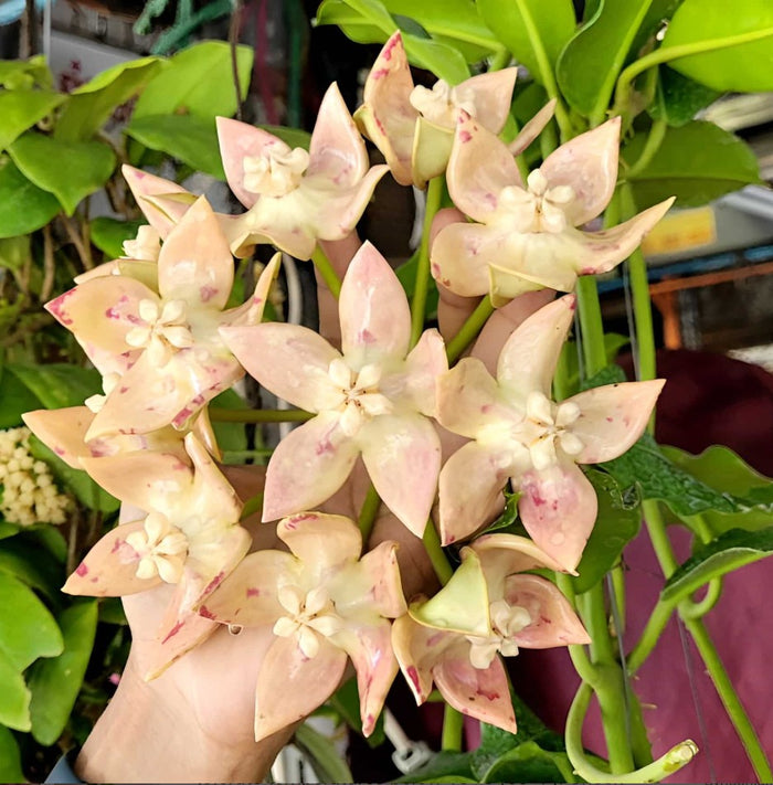 Hoya Imperialis Palawan Plant | myBageecha