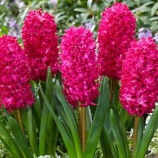 Hyacinth ‘Jan Bos’ Bulbs – Bright Pink Fragrant Flowers