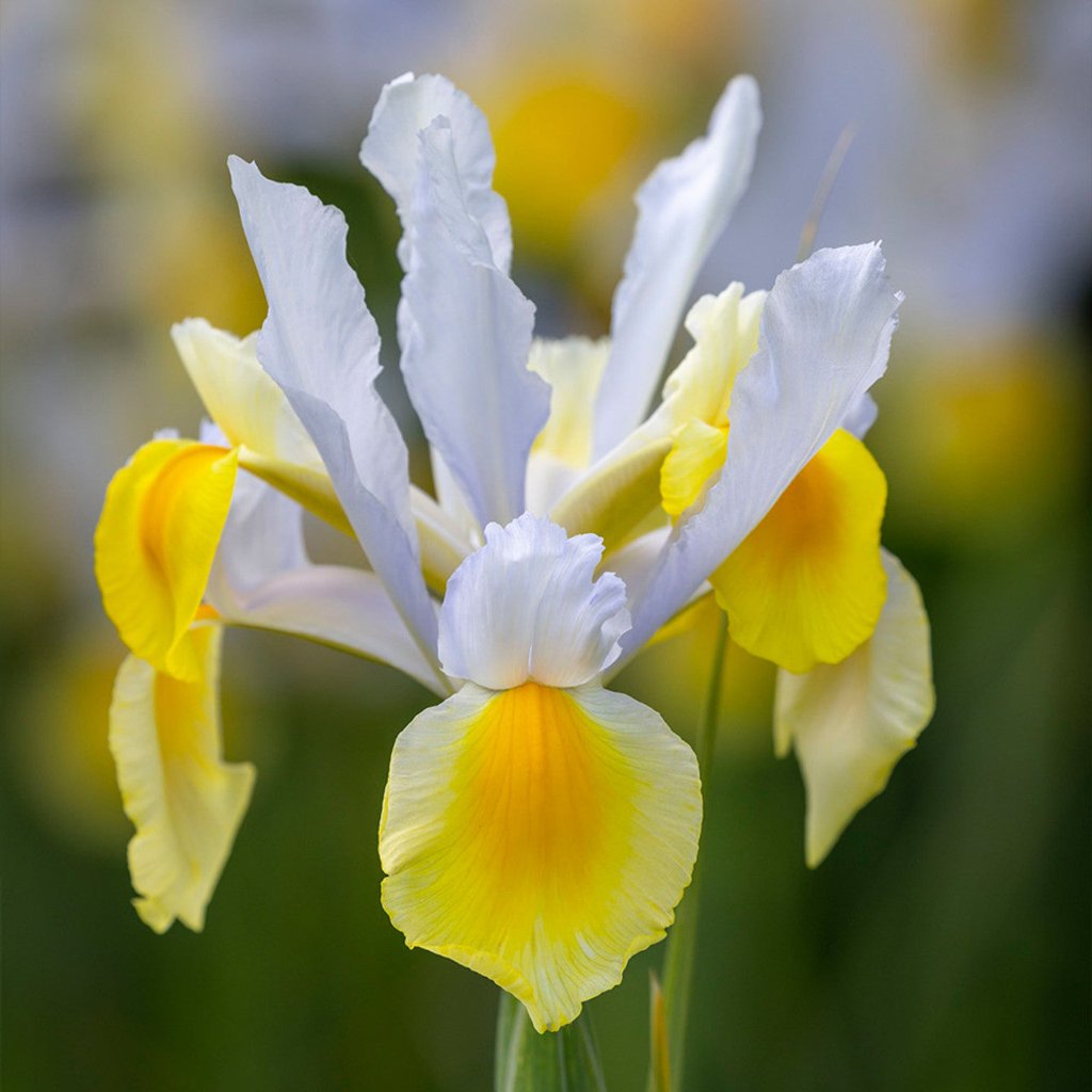 Iris Apollo Bulbs – Elegant Yellow Spring Flowers | myBageecha