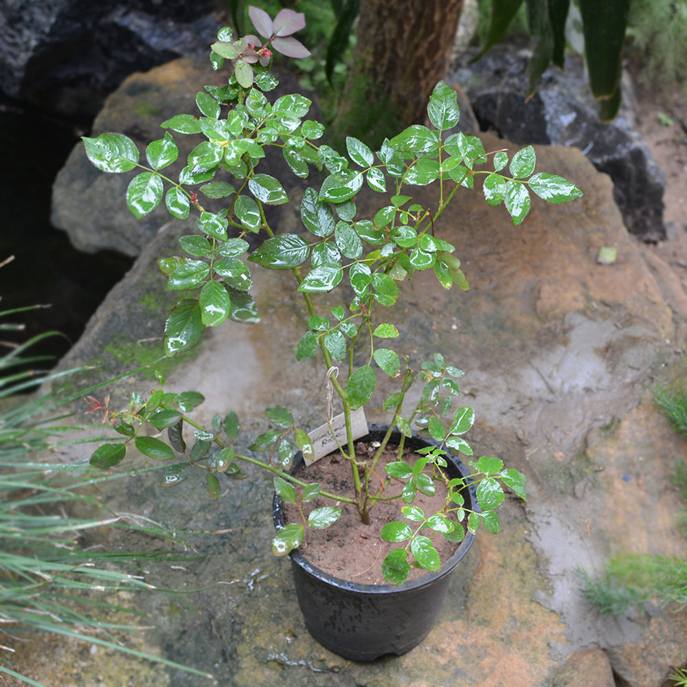 Kashmir Rose Shrub Rose Plant